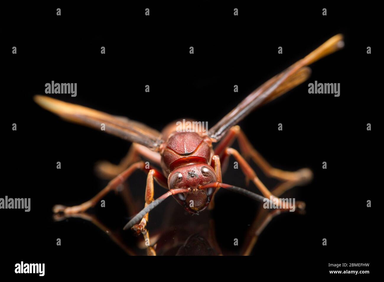 Polistes Carolina, Paper Wasp, Red Wasp isolated on black background ...