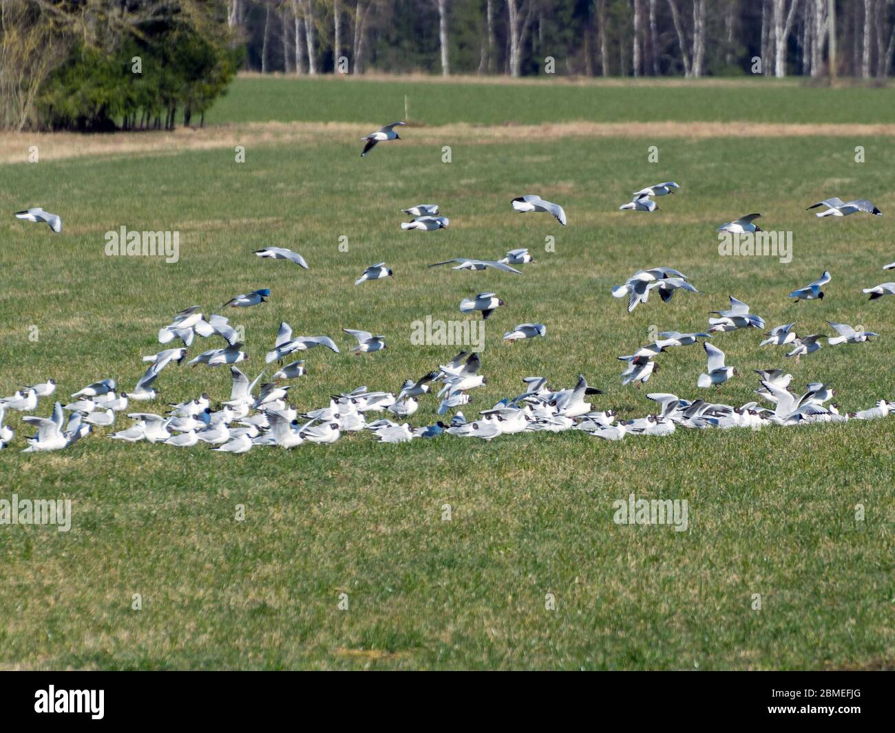 landscape with flying birds on a field background, bird migration Stock ...