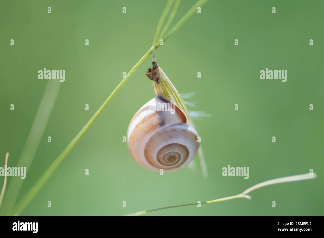 Golden ratio snail hi-res stock photography and images - Alamy