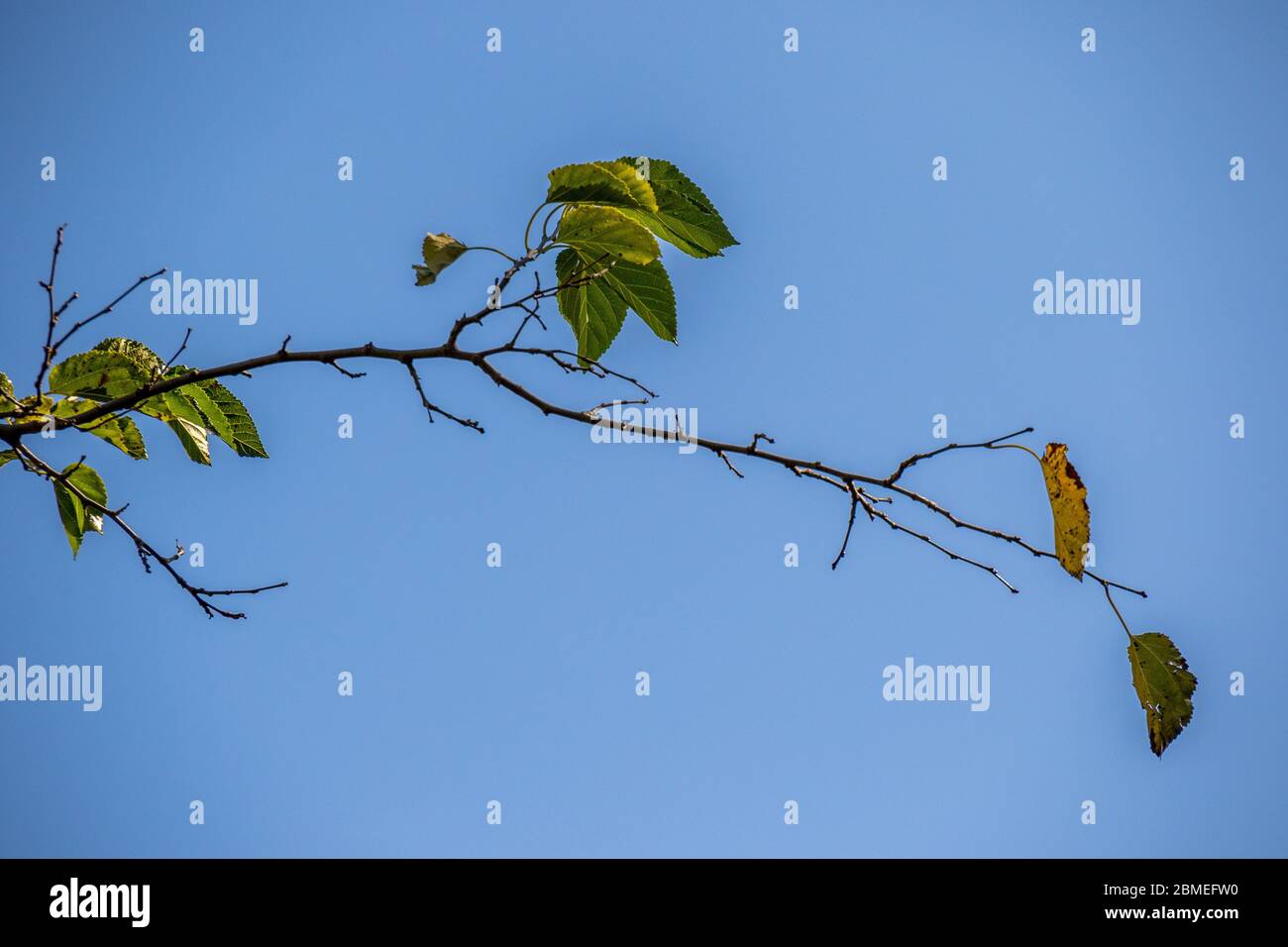 A few green leaves book hi-res stock photography and images - Alamy