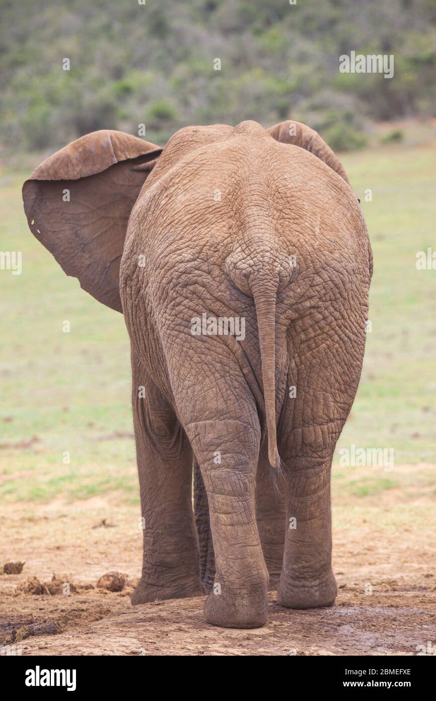 Bull herd rear hi-res stock photography and images - Alamy