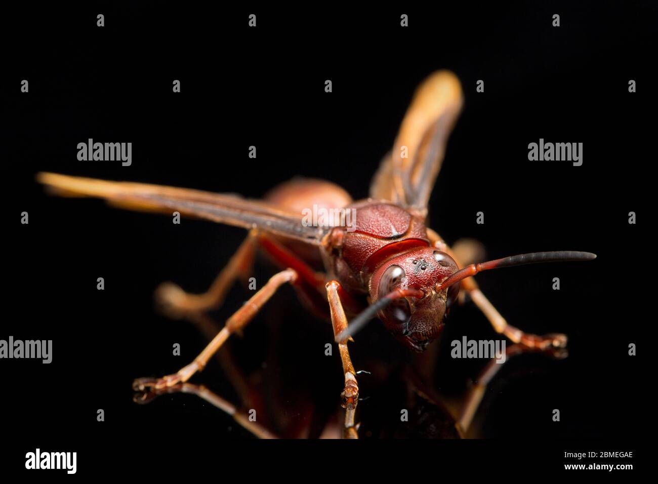 Asian paper wasp hi-res stock photography and images - Alamy