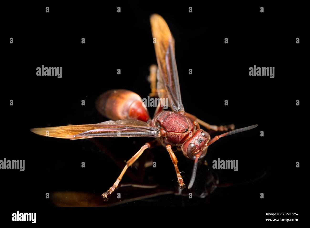 Polistes Carolina, Paper Wasp, Red Wasp isolated on black background ...