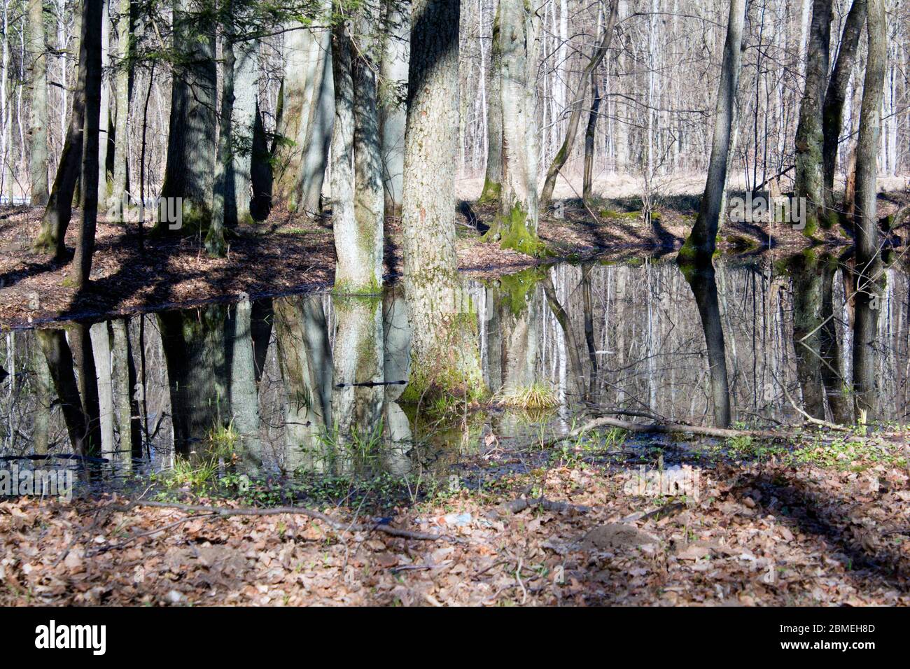 Alder marsh hi-res stock photography and images - Alamy