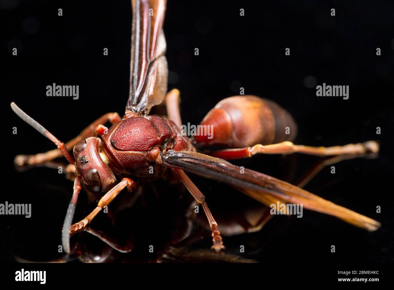 Polistes Carolina, Paper Wasp, Red Wasp isolated on black background ...
