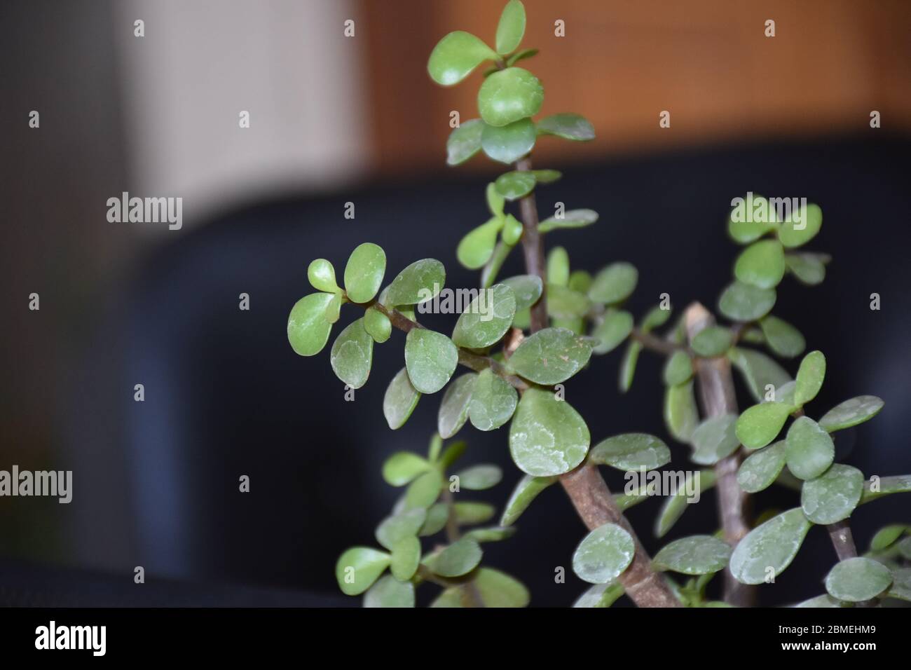 Aquvarium hi-res stock photography and images - Alamy