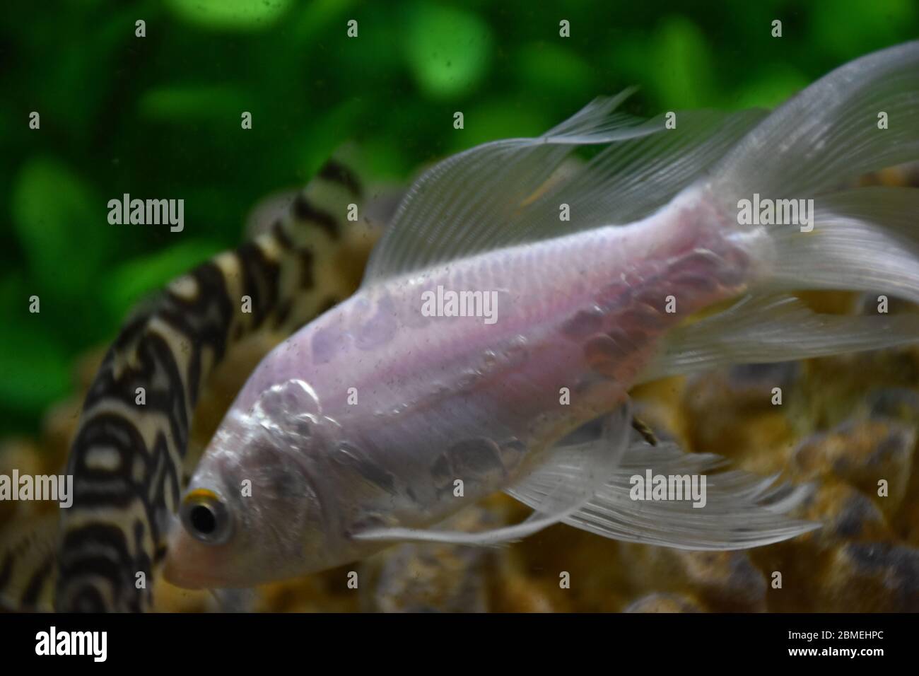 Aquvarium hi-res stock photography and images - Alamy