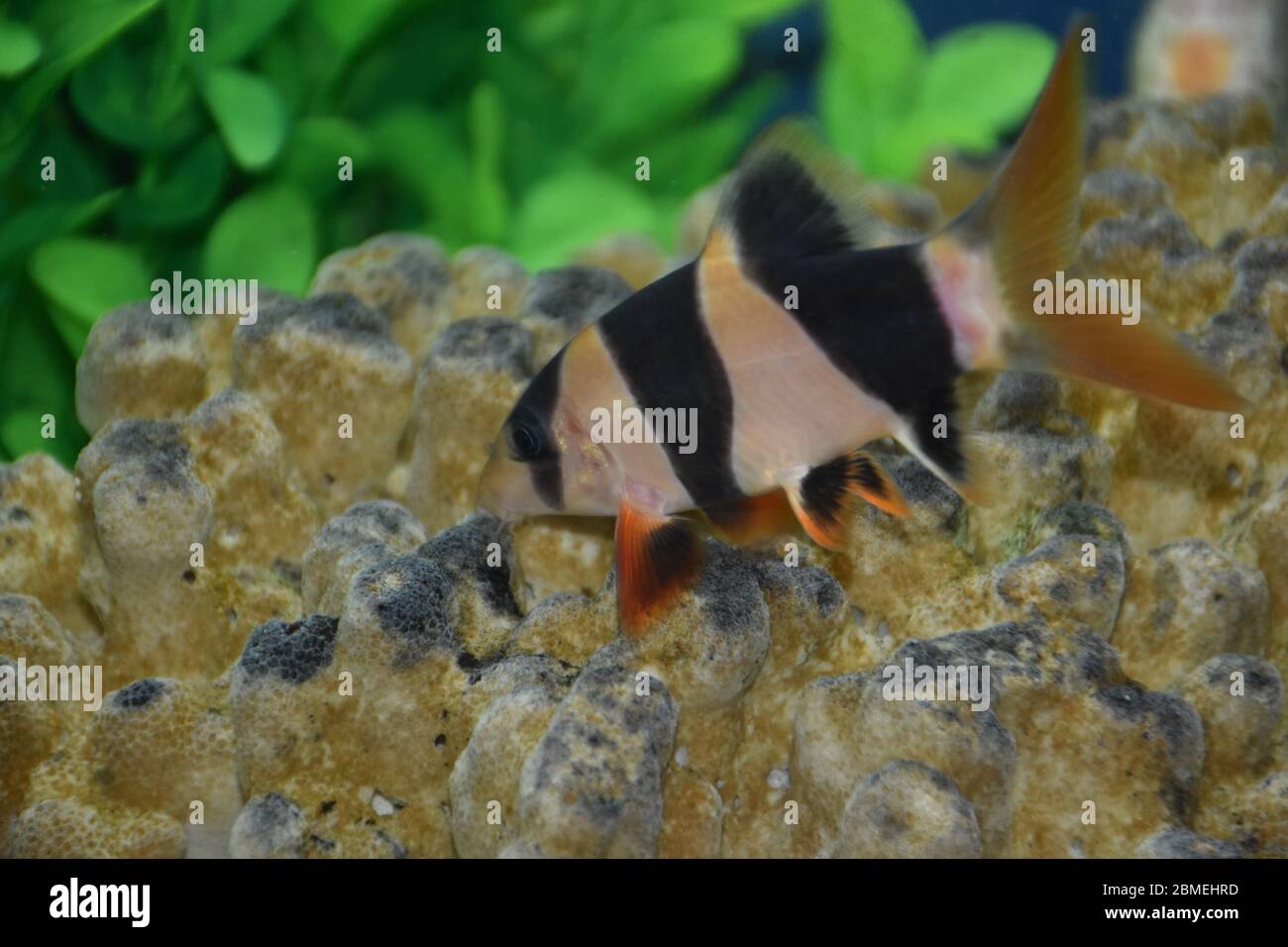 Aquvarium hi-res stock photography and images - Alamy