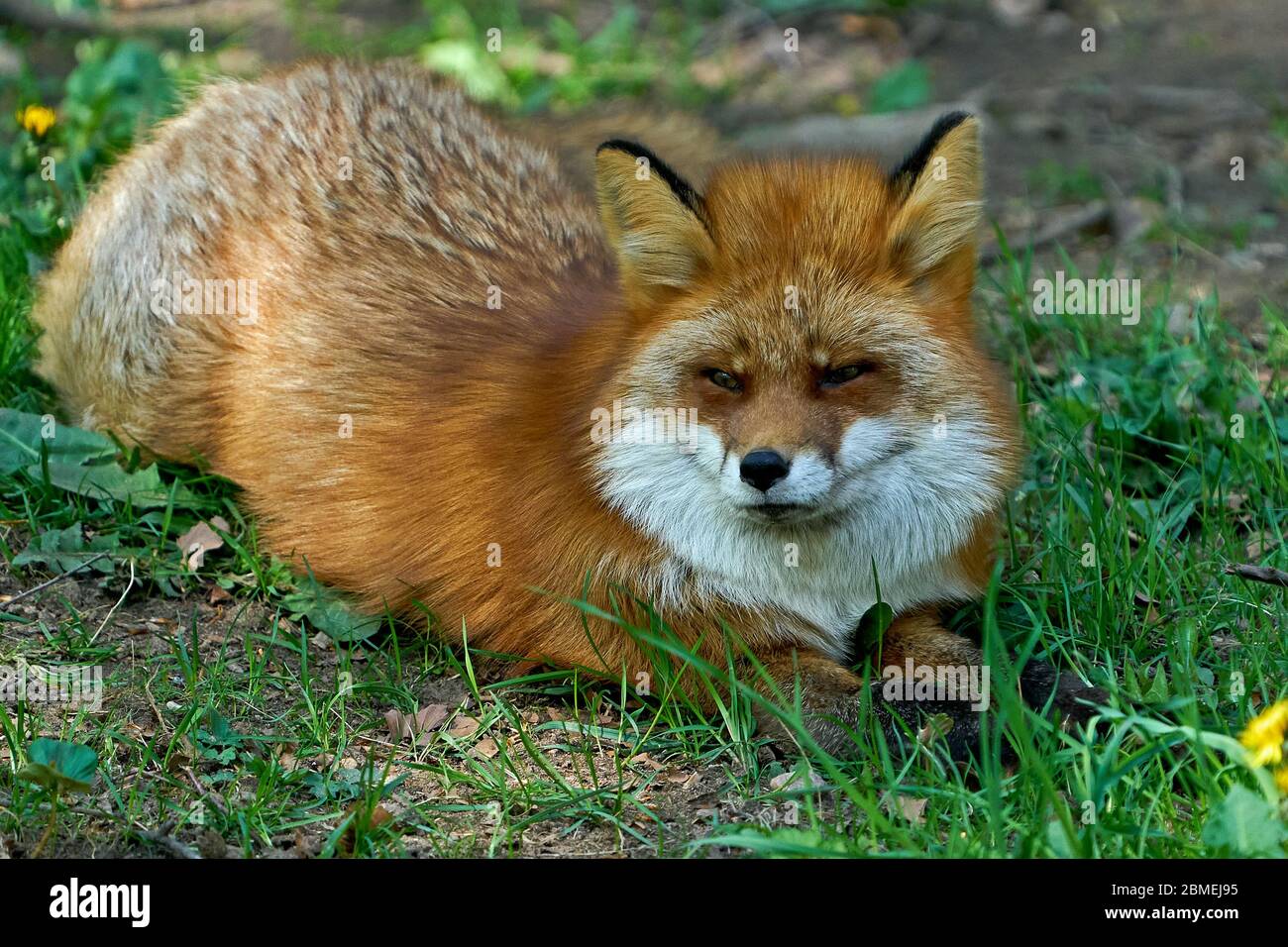 Red fox in its natural environment in Scandinavia Stock Photo - Alamy