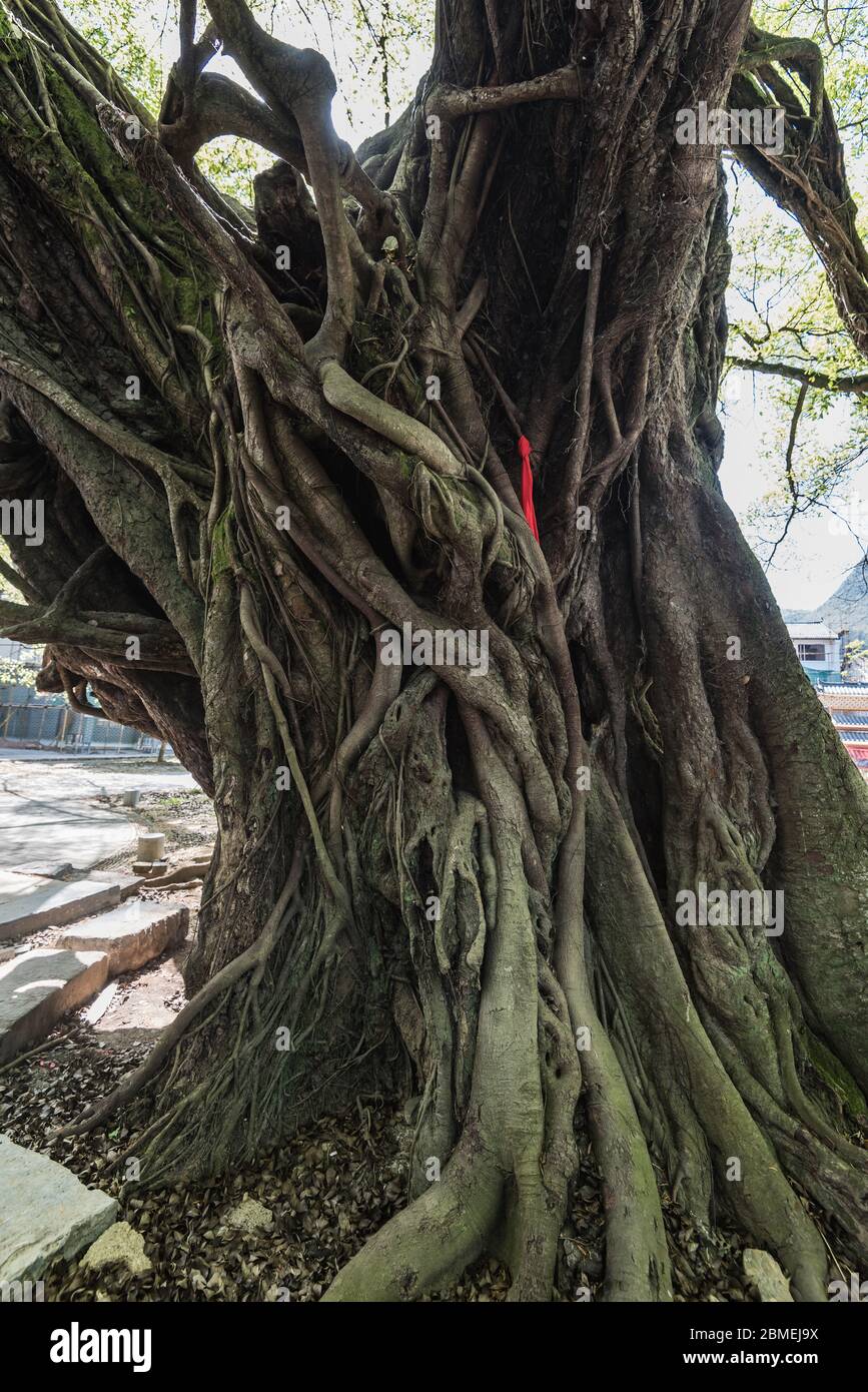 Huge banyan tree with roots Stock Photo - Alamy