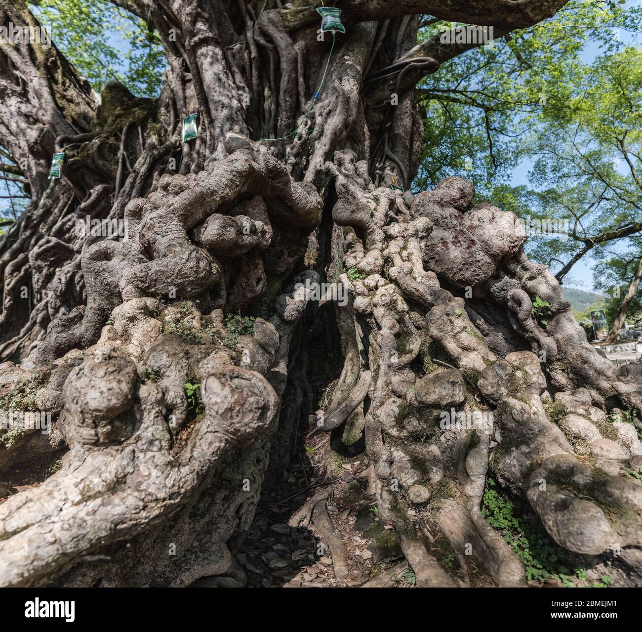 Huge banyan tree with roots Stock Photo - Alamy