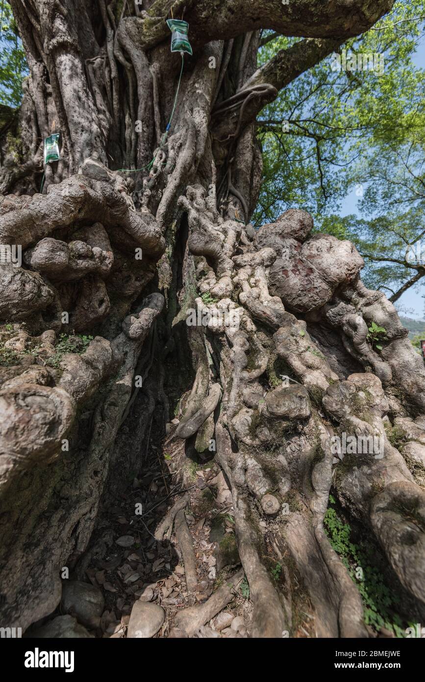 Huge banyan tree with roots Stock Photo - Alamy