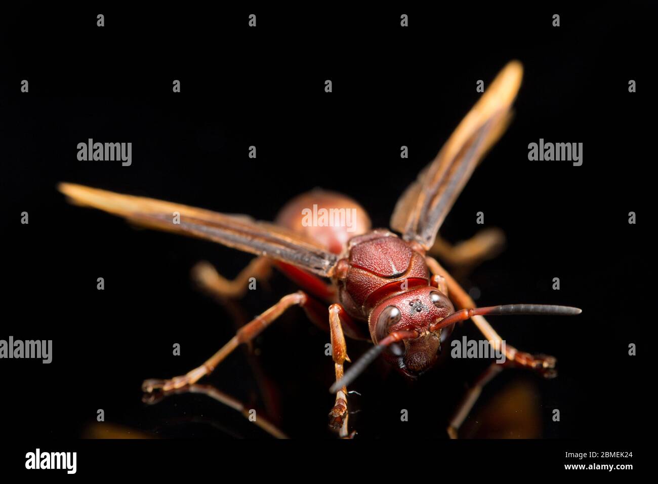 Polistes Carolina, Paper Wasp, Red Wasp isolated on black background ...