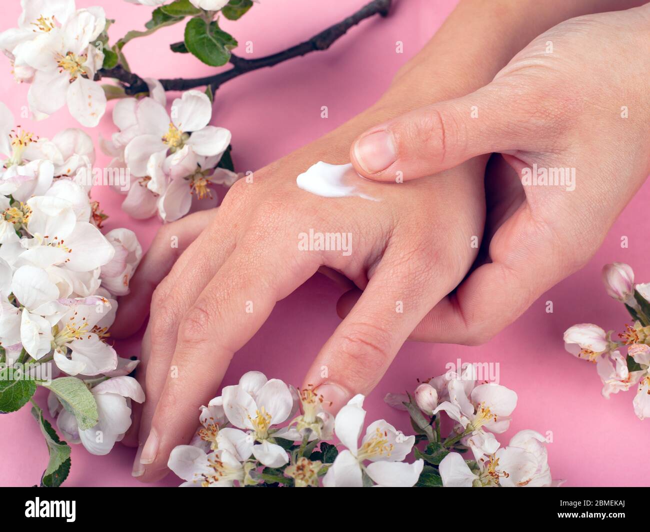 hands with cream on a pink background with white flowers of apple close ...