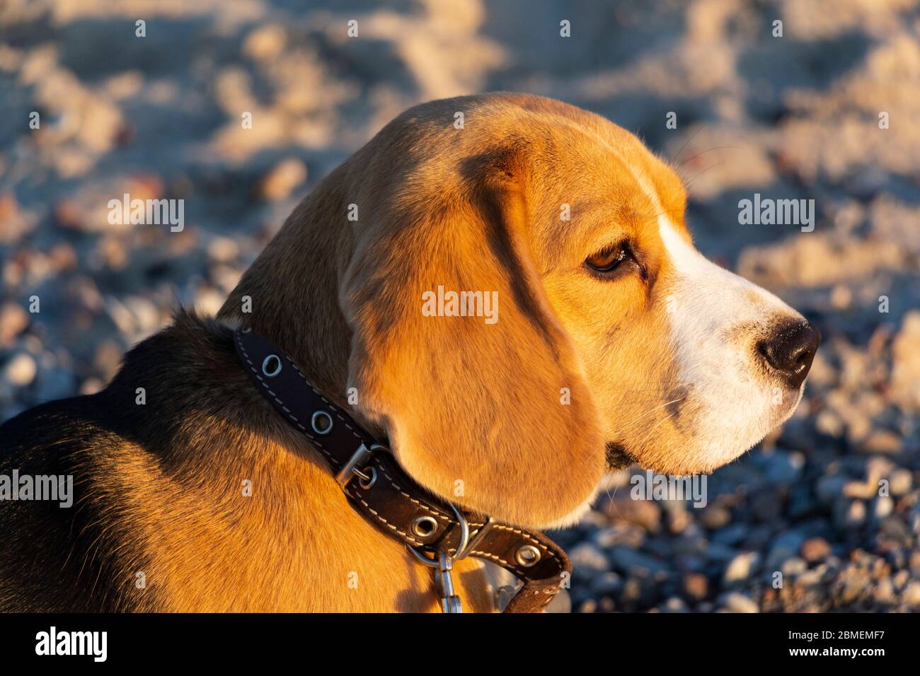 cute tricolor Beagle puppy, sad look. Waiting for the owner Stock Photo ...