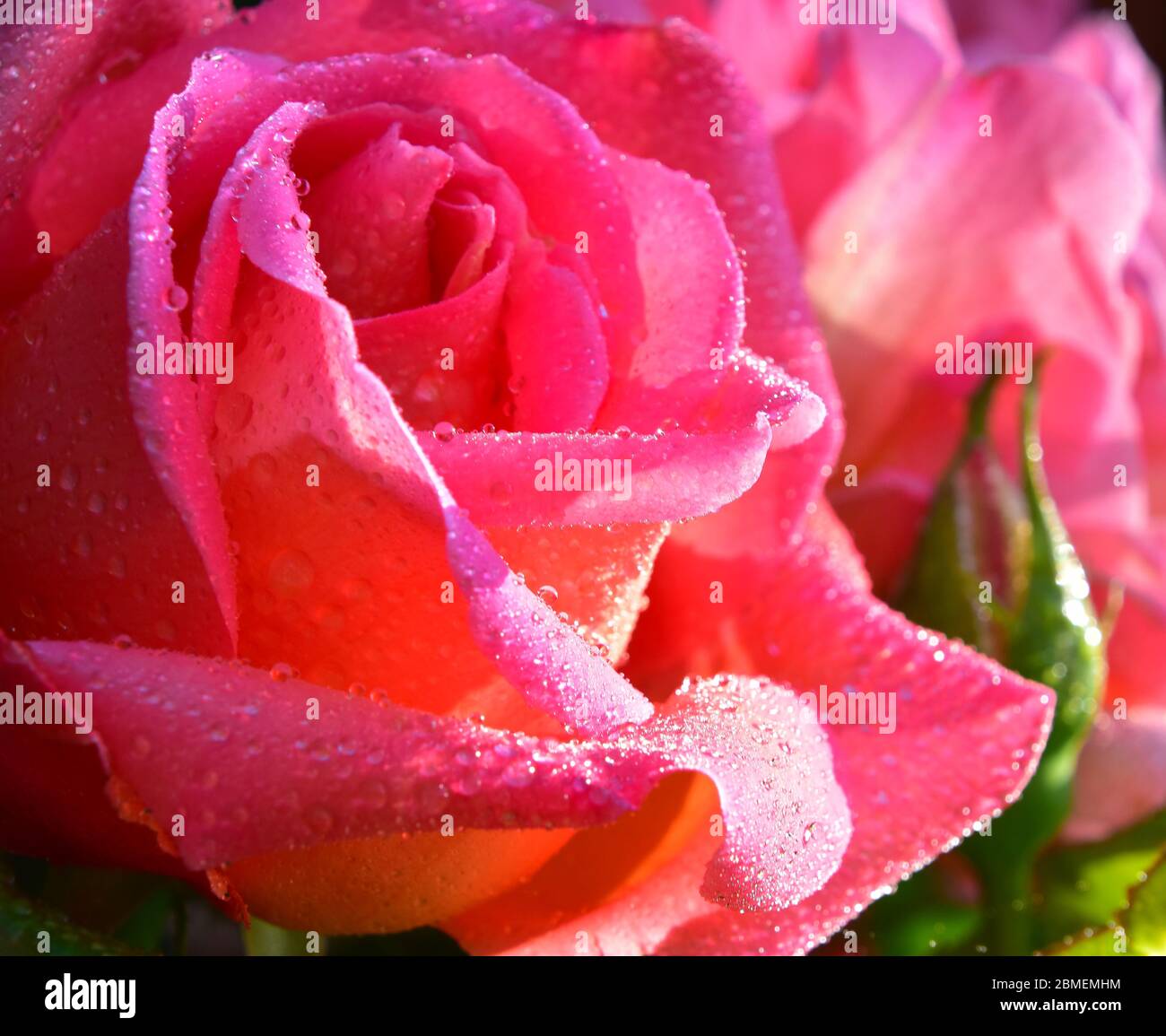 Rose, Rosa Madame Edouard Herriot, The Daily Mail Rose Stock Photo - Alamy