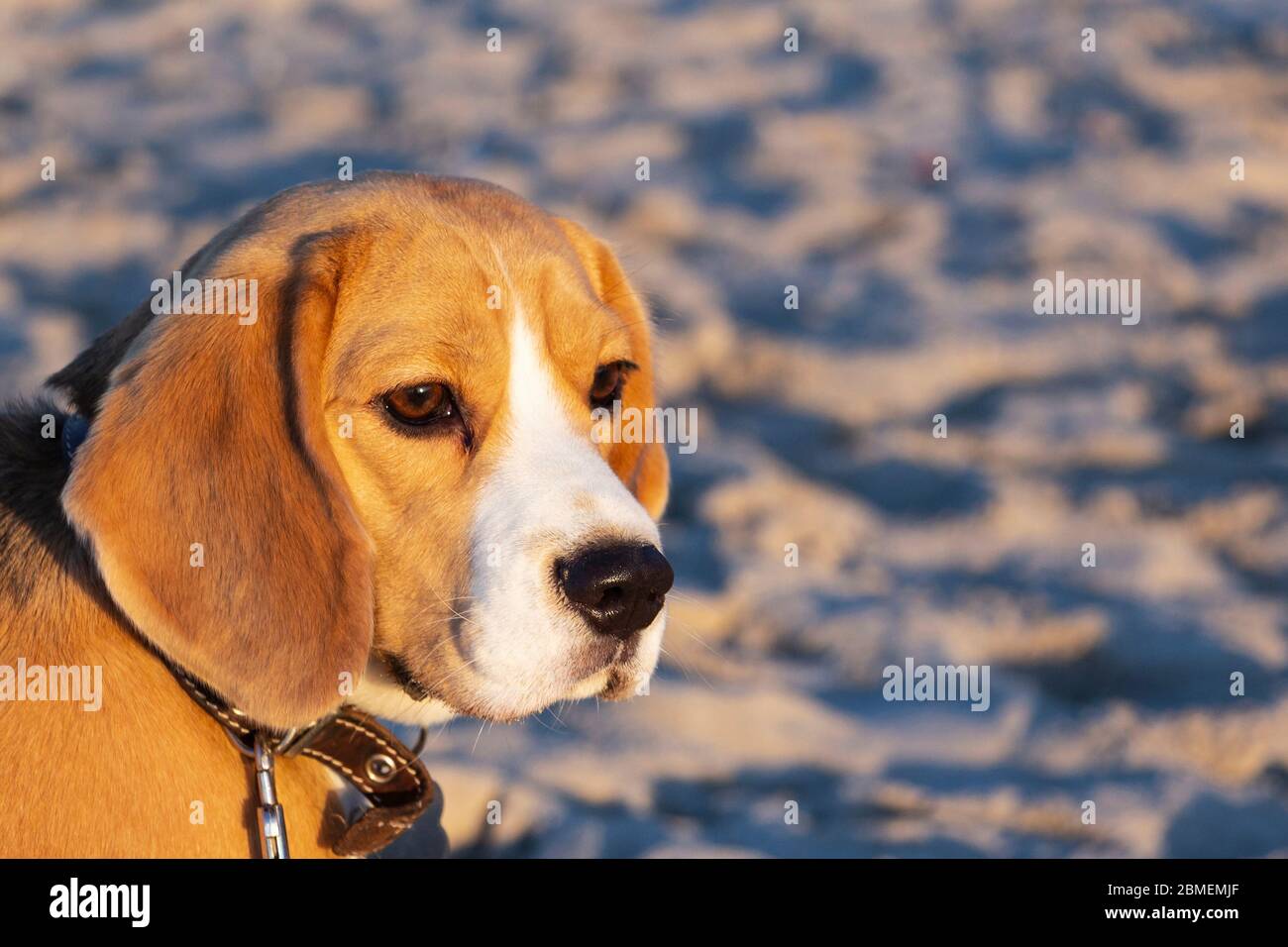 cute tricolor Beagle puppy, sad look. Waiting for the owner Stock Photo ...