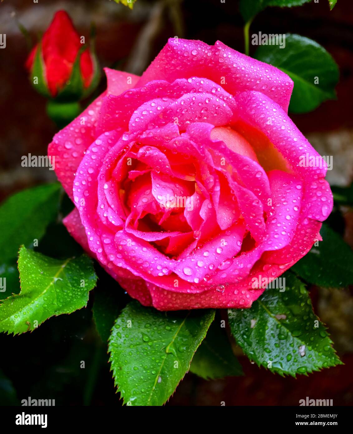 Rose, Rosa Madame Edouard Herriot, The Daily Mail Rose Stock Photo - Alamy