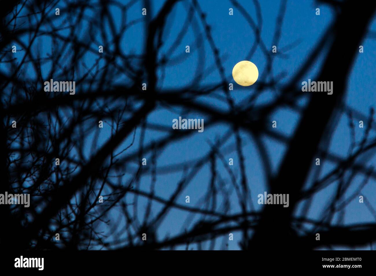 The moon shines through the branches. Front blur focus moon Stock Photo ...