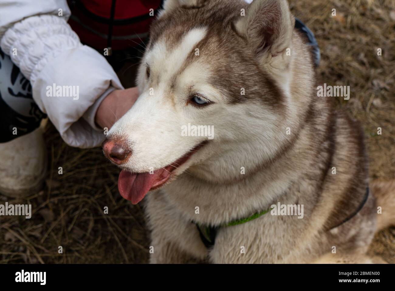 fluffy Siberian husky dog on a walk among nature, spring Stock Photo ...