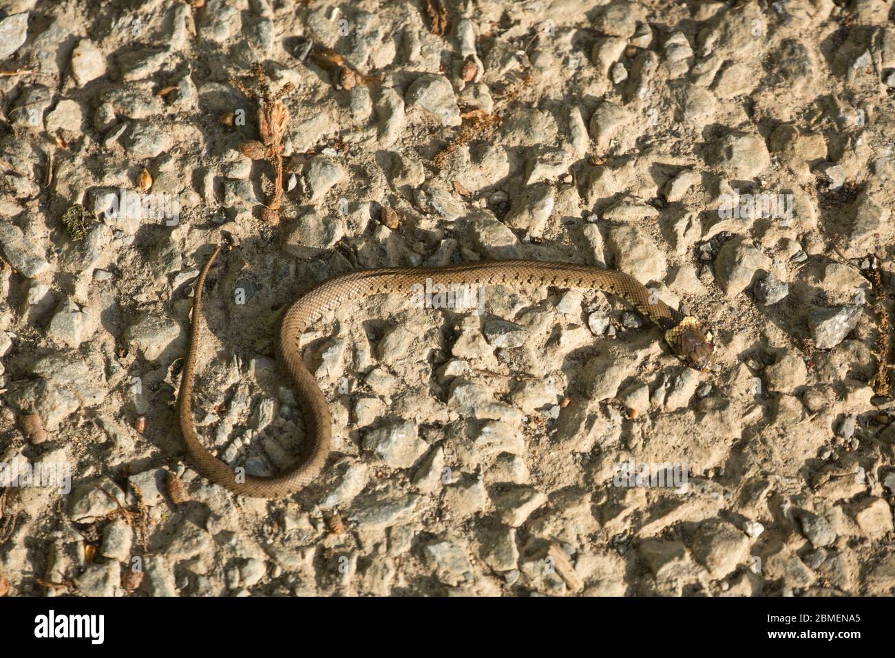 N natrix hi-res stock photography and images - Alamy