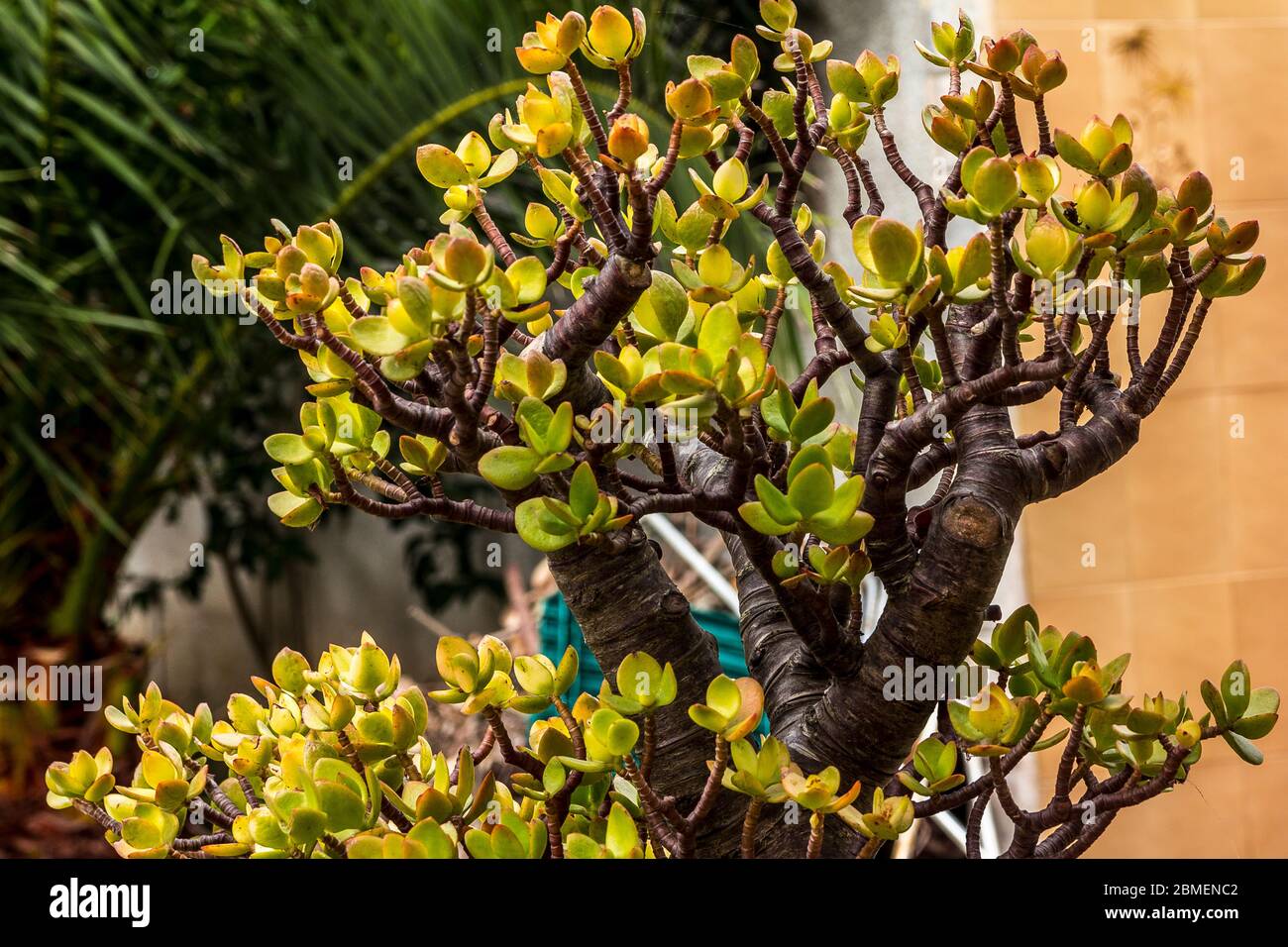 Green flower of life sacred geometry hi-res stock photography and ...