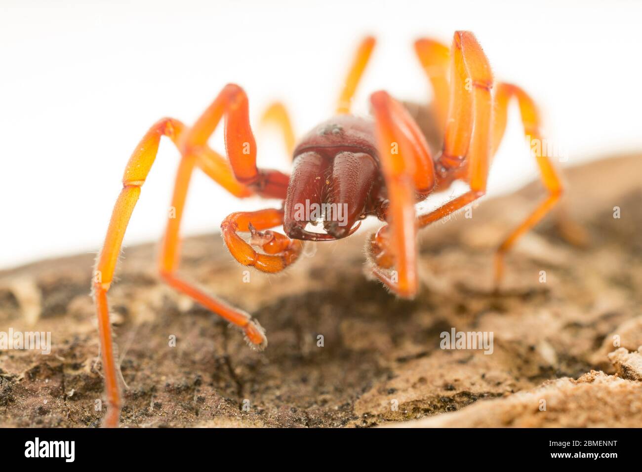 An example of Dysdera crocata, also known as a woodlouse spider, due to ...