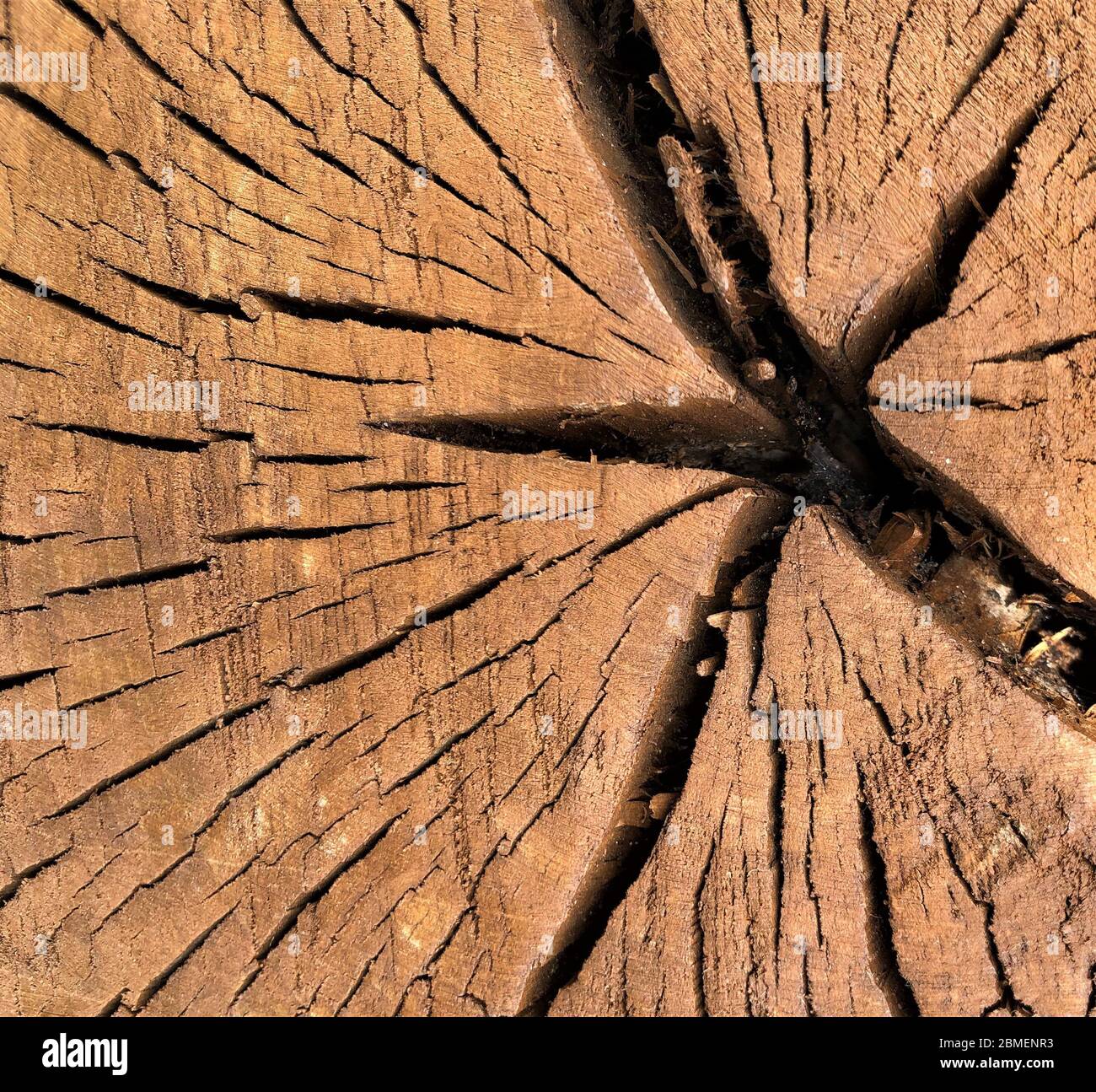 Background texture brown trunk Old big dry tree natural structure Stock ...