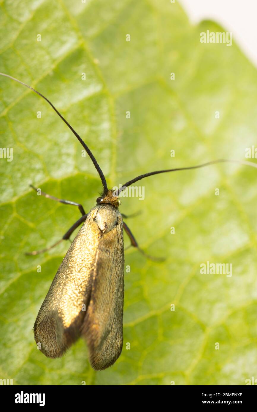 An example of a female Adela reamurella moth photographed in May. North ...