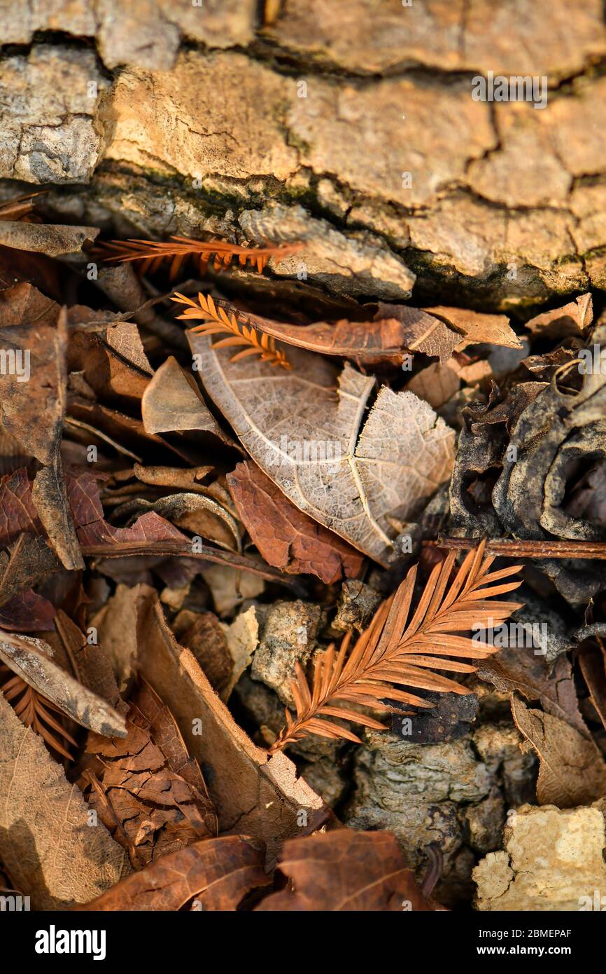 Brown tree nature texture background Stock Photo - Alamy
