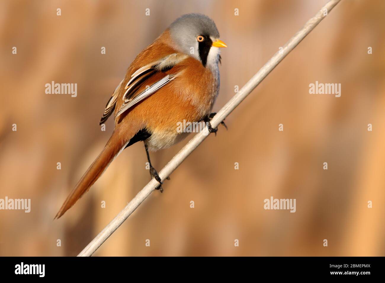 Beared reedling early morning, Panurus biarmicus Stock Photo - Alamy