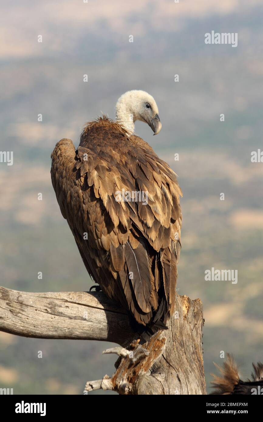 Scavenger vultures hi-res stock photography and images - Alamy