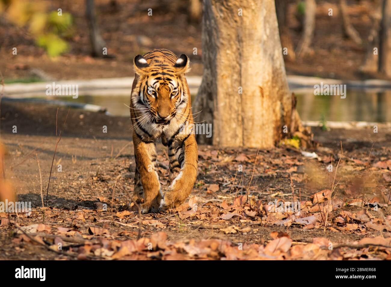 Royal Bengal Tiger coming out from an artificial lake and walking head ...