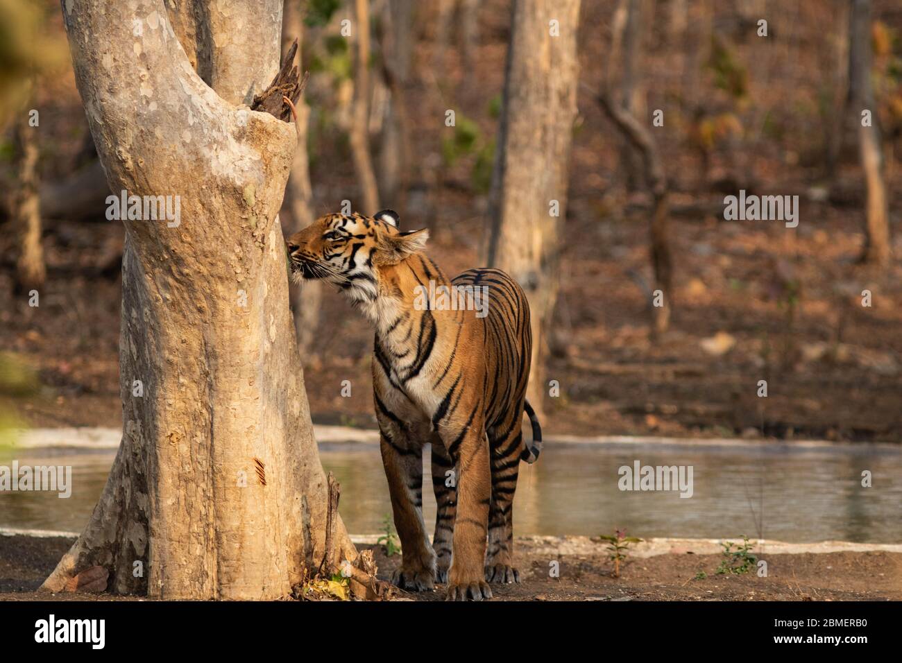A Royal Bengal Tiger smelling a tree and marking its territory outside ...
