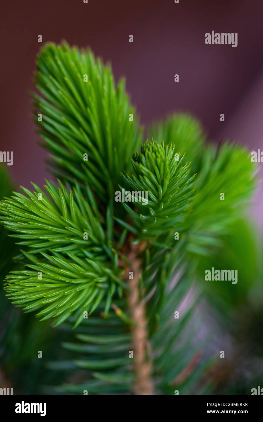 Close up of young fir tree in a wild forest outdoor Stock Photo - Alamy