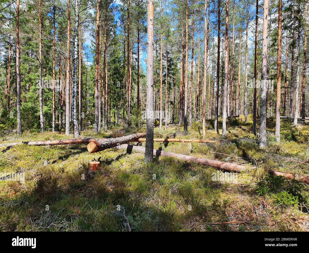 Deforestation cutting trees Stock Photo - Alamy