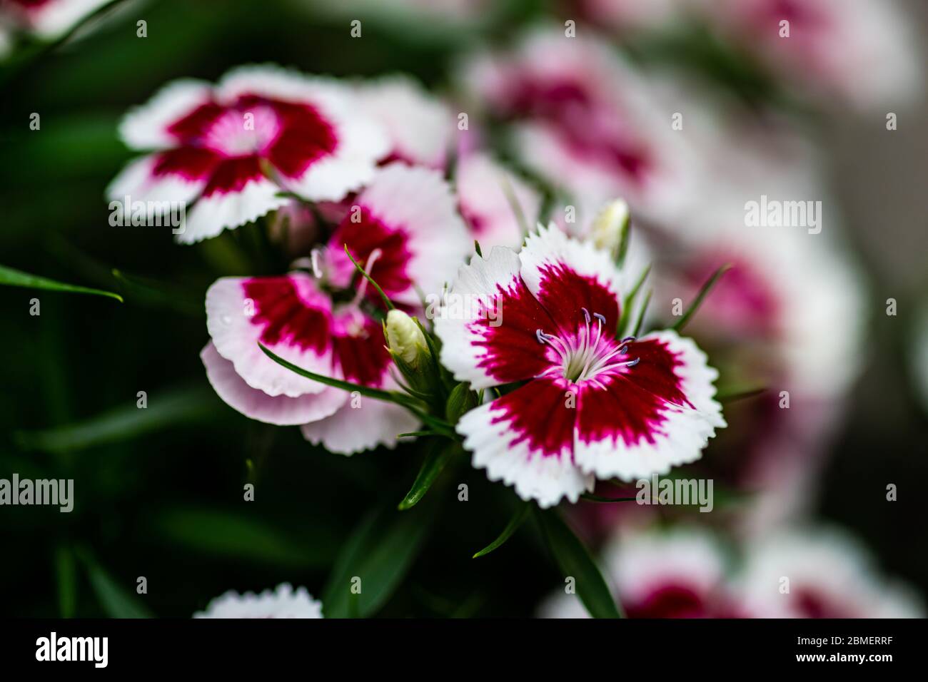 Colorful carnation hi-res stock photography and images - Alamy