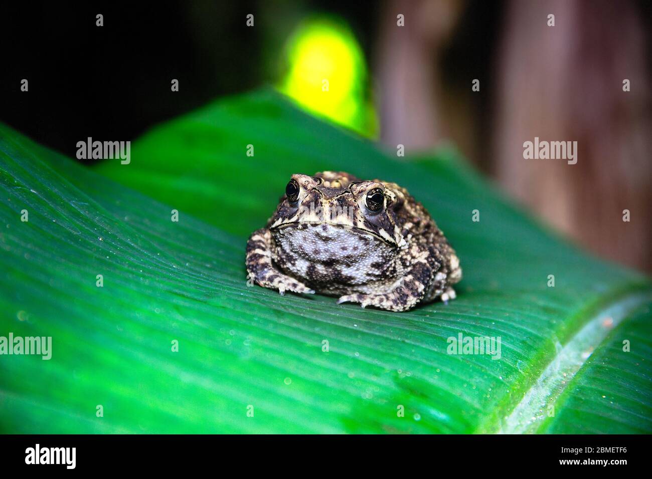 Ferguson's toad (Bufo fergusonii) in past Schneider's (dwarf) toad ...