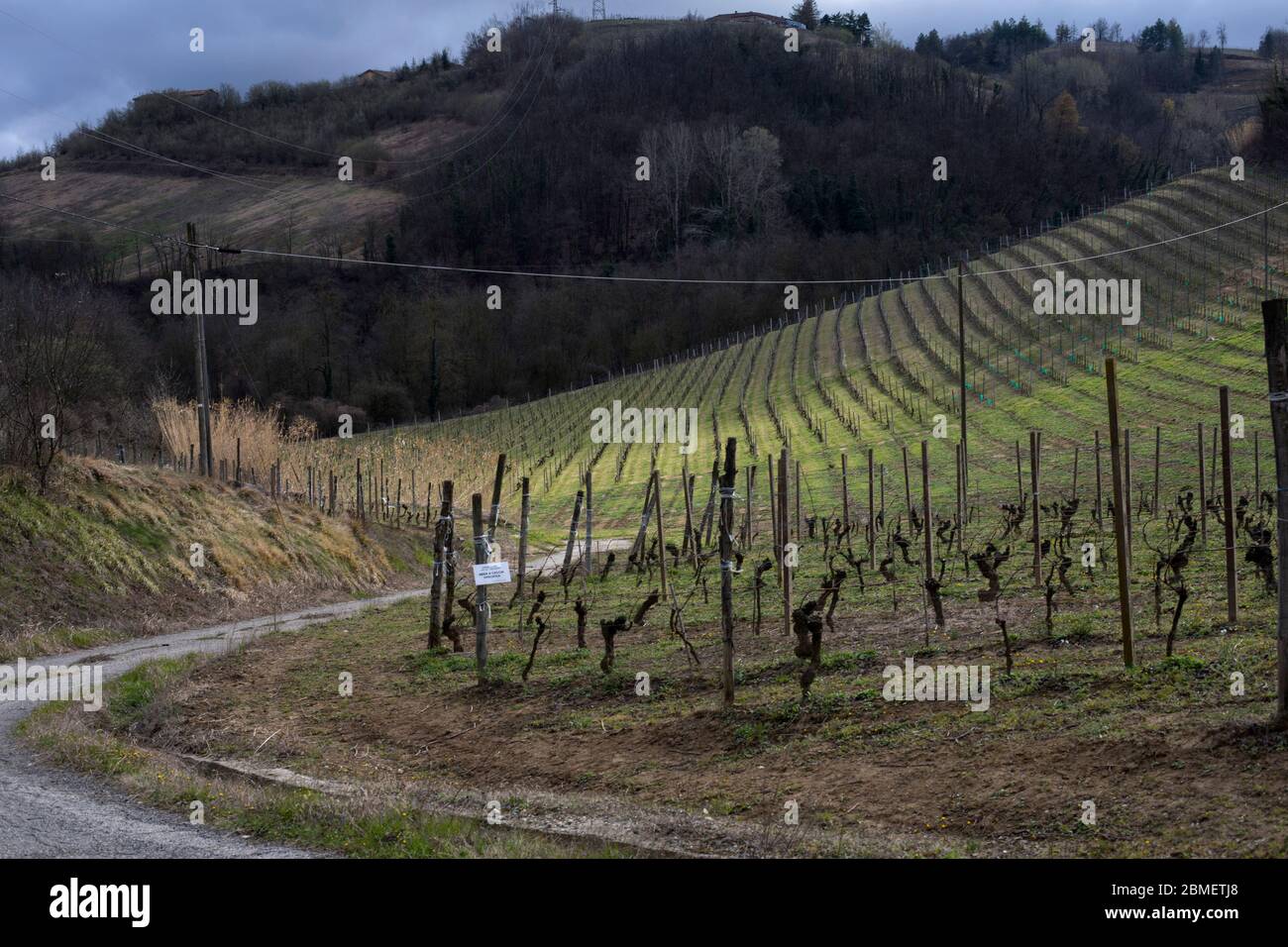 Italy, Piedmont, dirt road between the vineyards: Langhe hills in ...