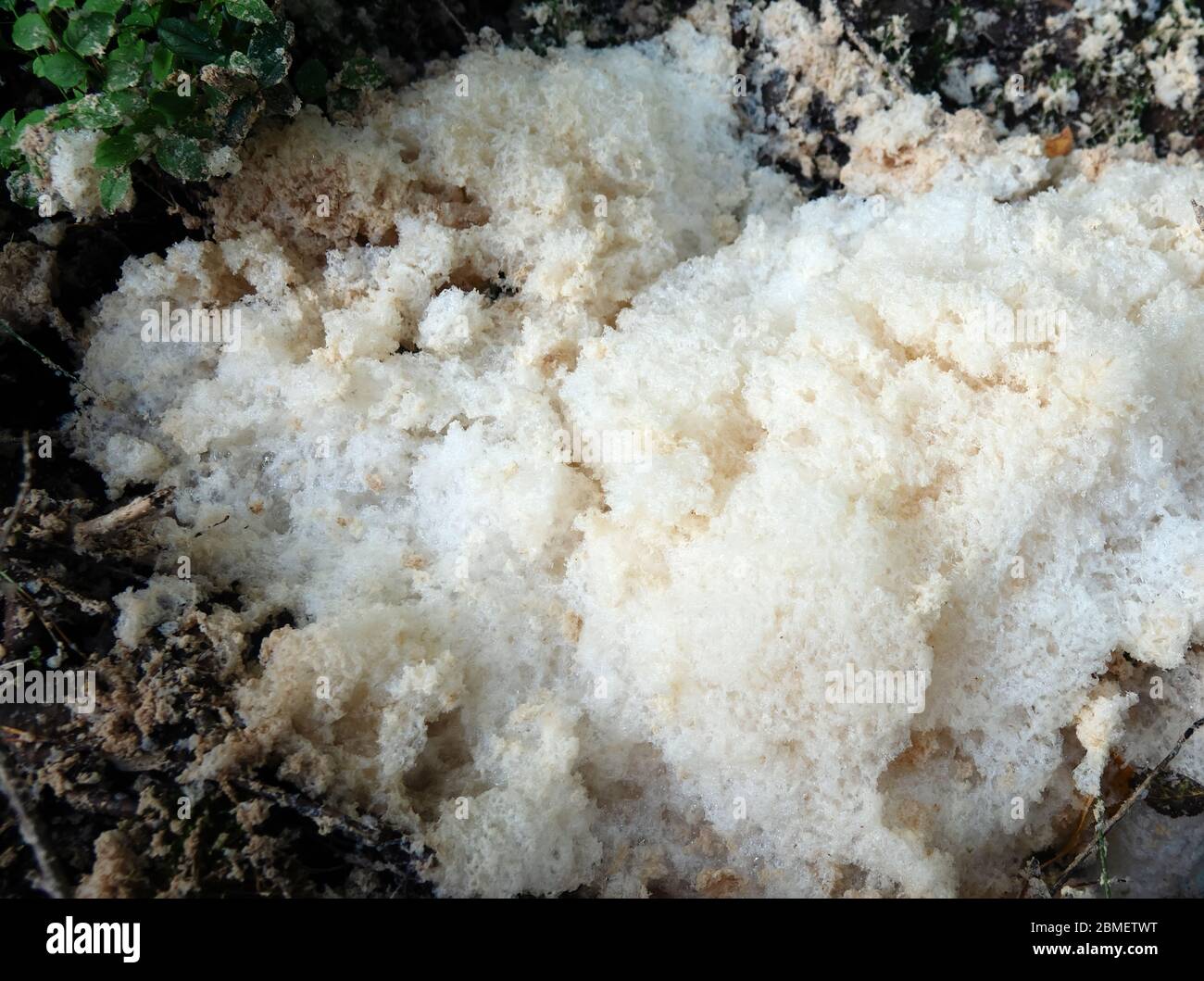 Concentrated foam in stream in nature. White porous foam close up Stock ...