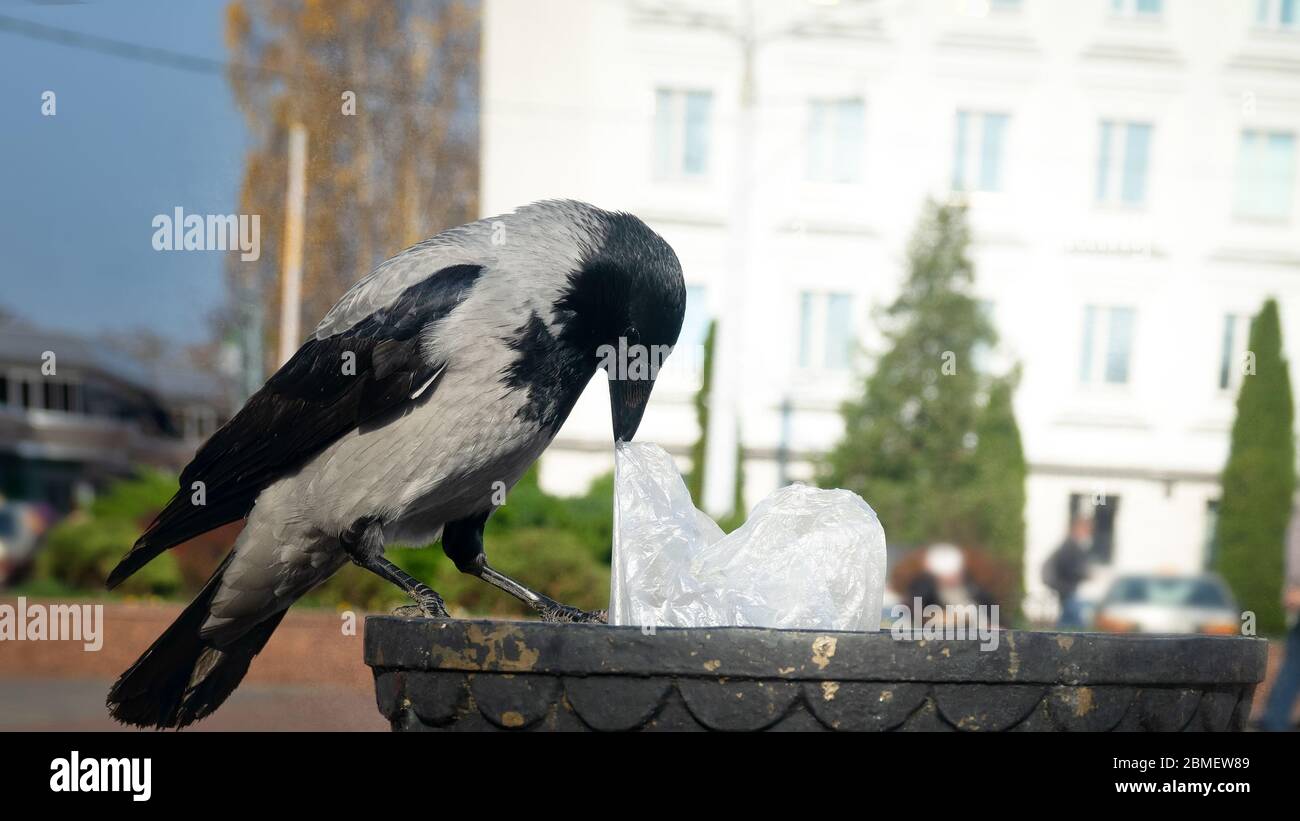 Crow eating garbage hi-res stock photography and images - Alamy