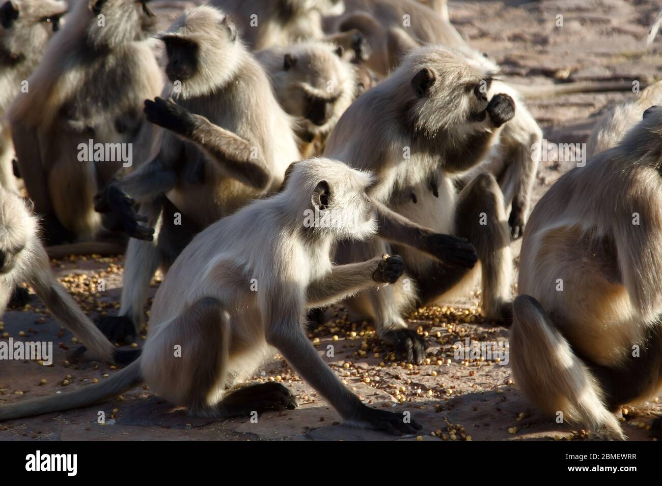 pack of monkeys (langurs) actively feeds on scattered nuts, animal ...