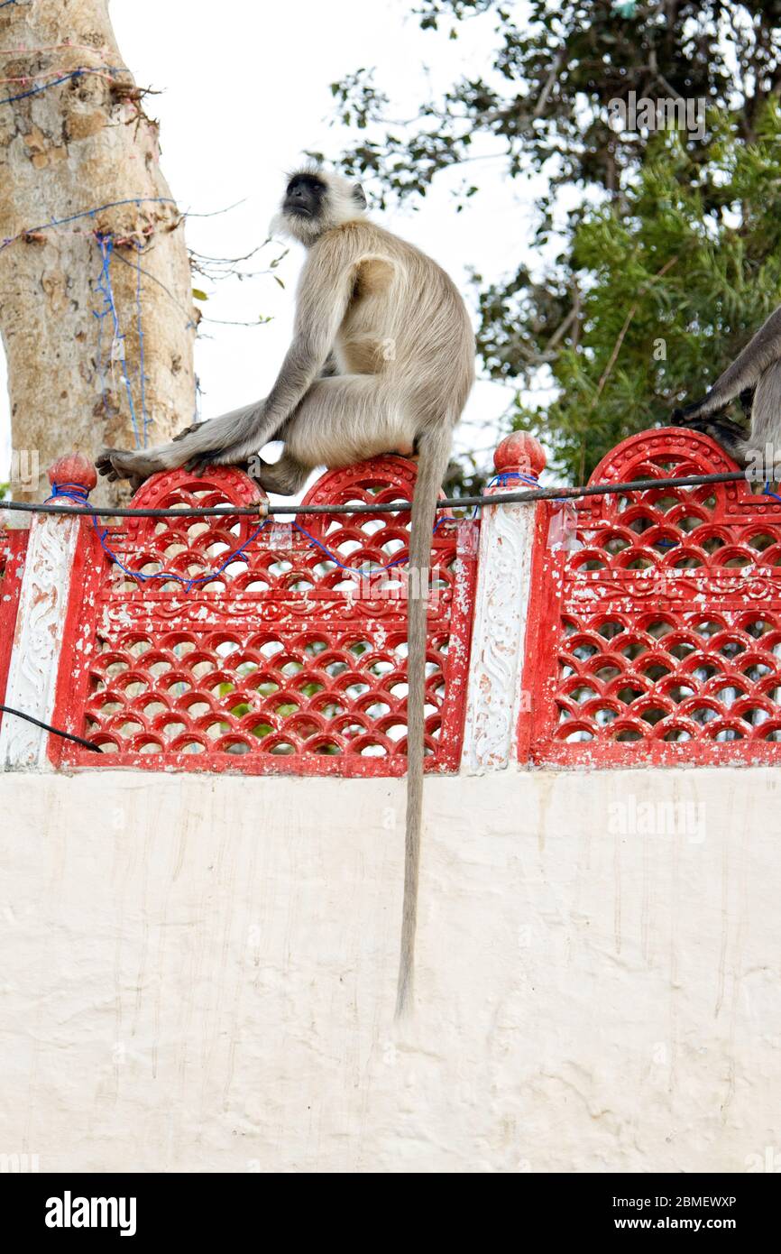 Langurs Hanuman sitting in row on fence in India, pack of monkeys ...