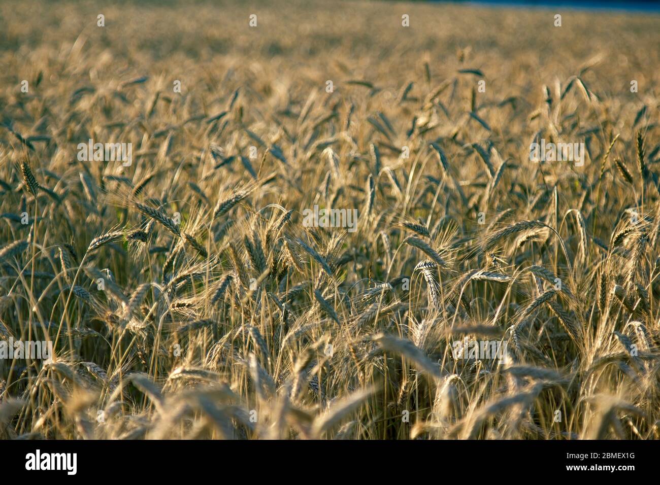 white awny wheat in the fields of Central Europe. European agriculture ...