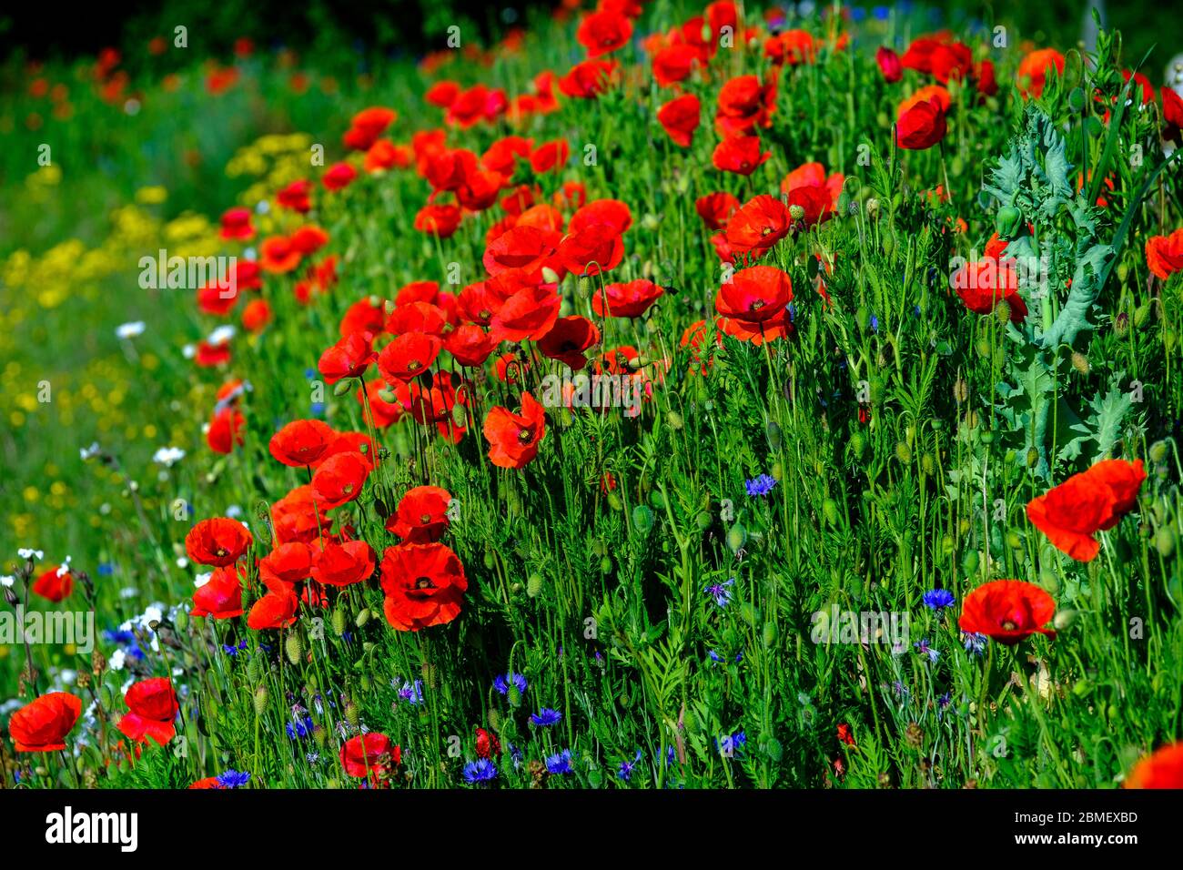 field of red poppies Papaver Rhoeas Corn Poppy Flanders Stock Photo - Alamy