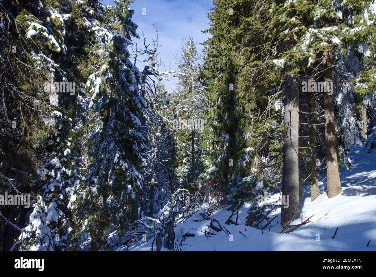 Old spruce forest covered in white snow during winter season. Poľana ...
