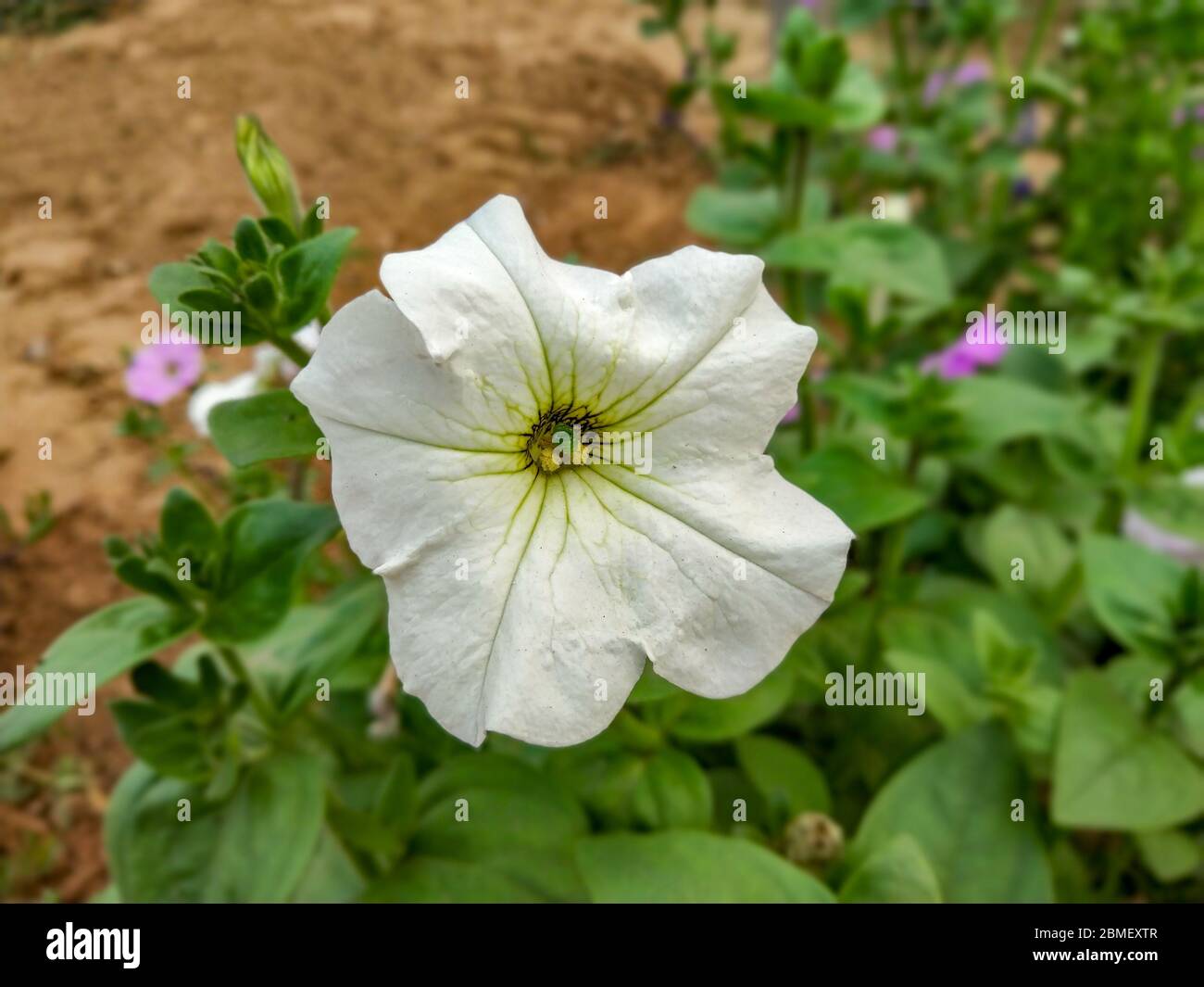 White flower close-up shot with green leaves background Stock Photo - Alamy