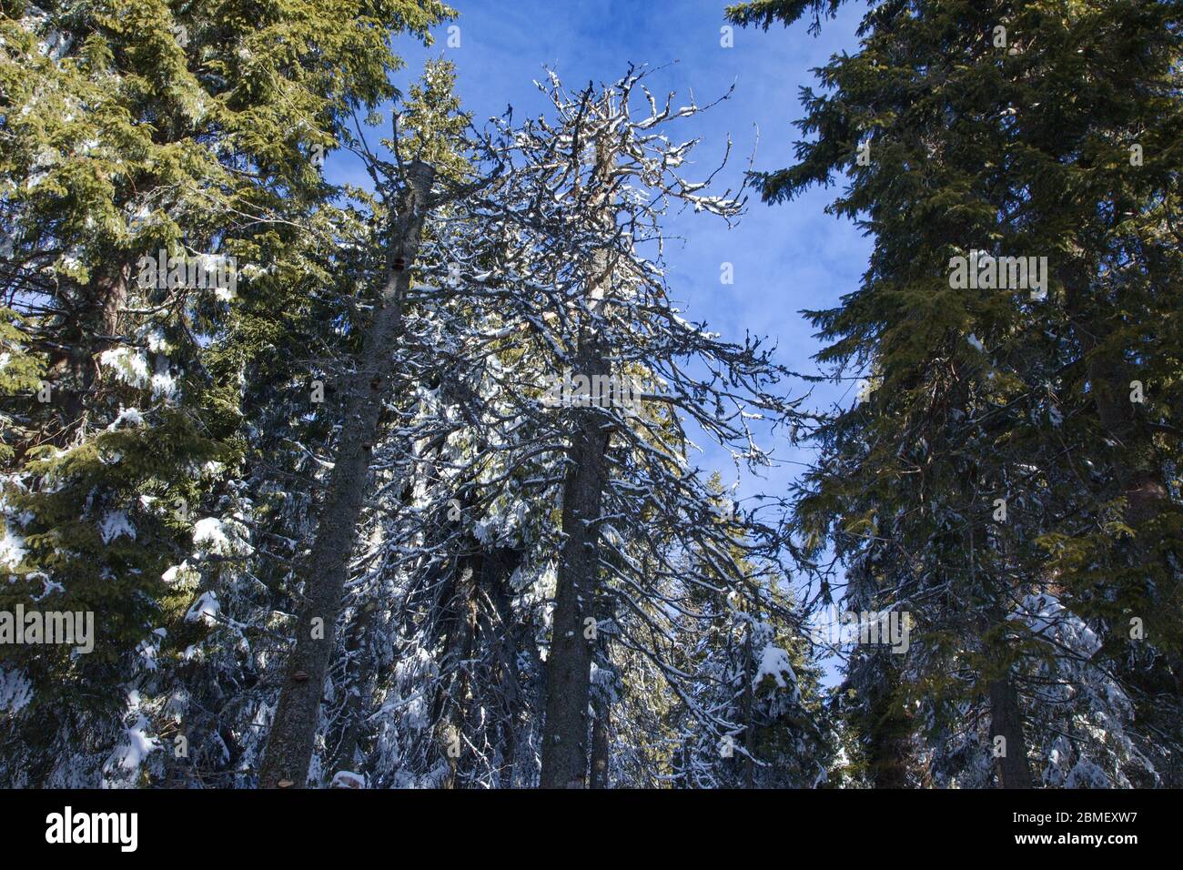 Old spruce forest covered in white snow during winter season. Poľana ...