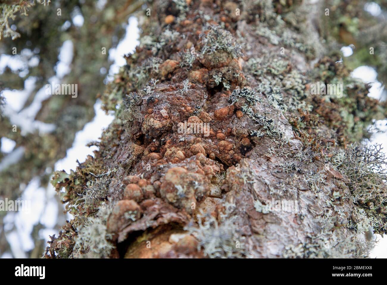 Spruce tree bark hi-res stock photography and images - Alamy