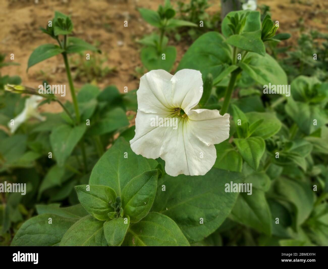 White paper words fresh hi-res stock photography and images - Alamy